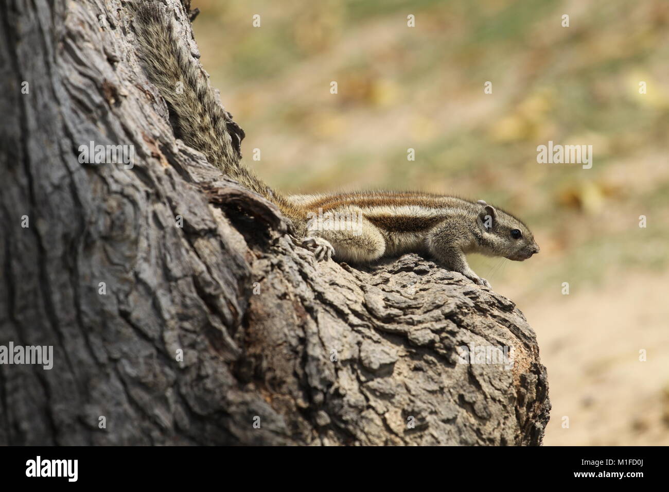 chipmunk in a tree Stock Photo - Alamy