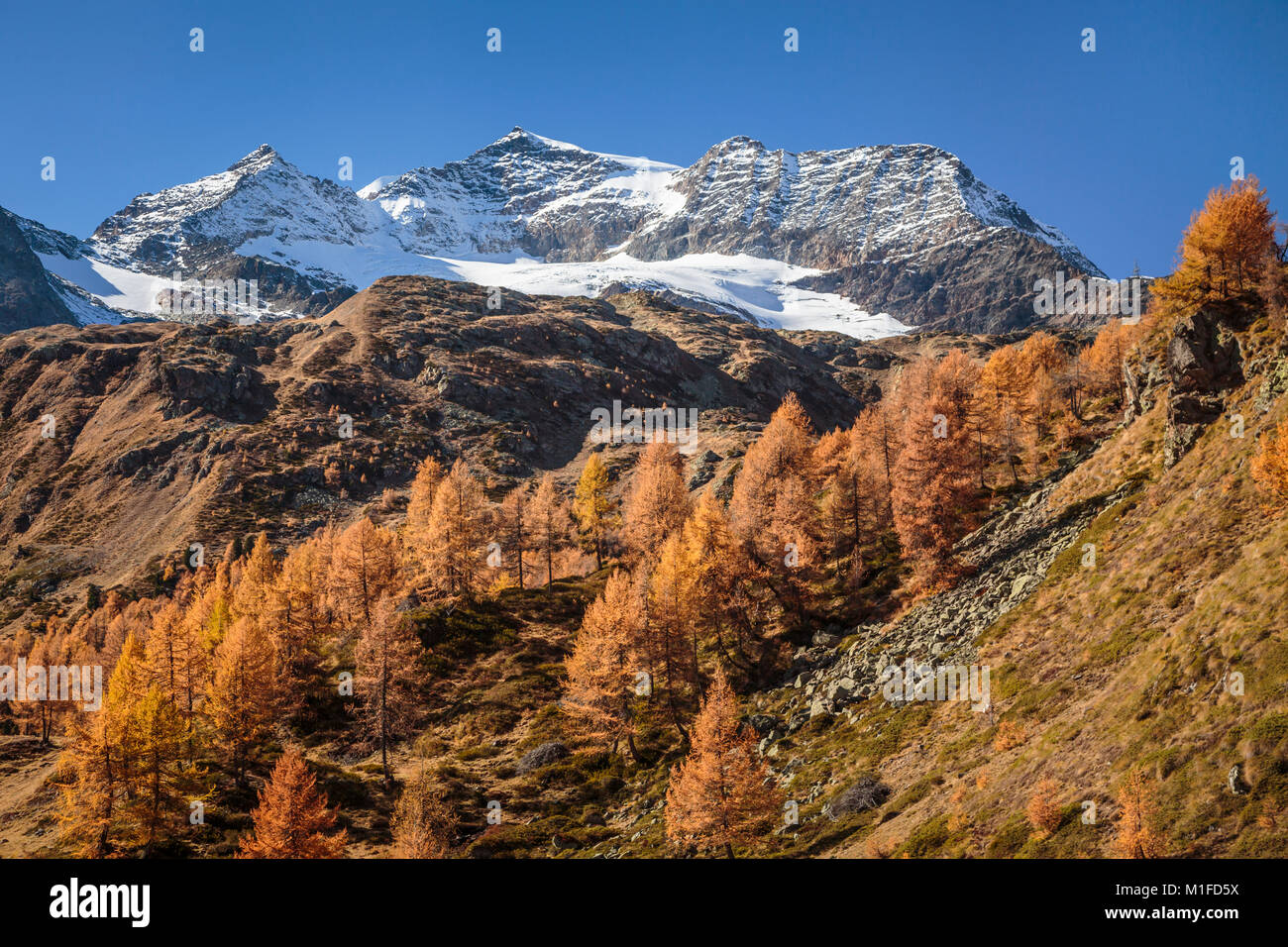 Fall foliage color in the mountains of the Poschiavo Valley near ...