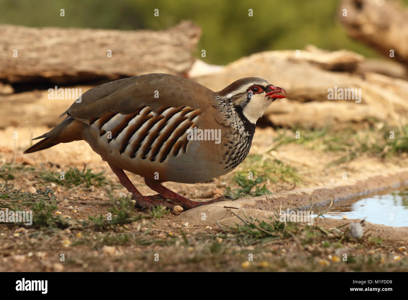 red legged partridge Stock Photo - Alamy