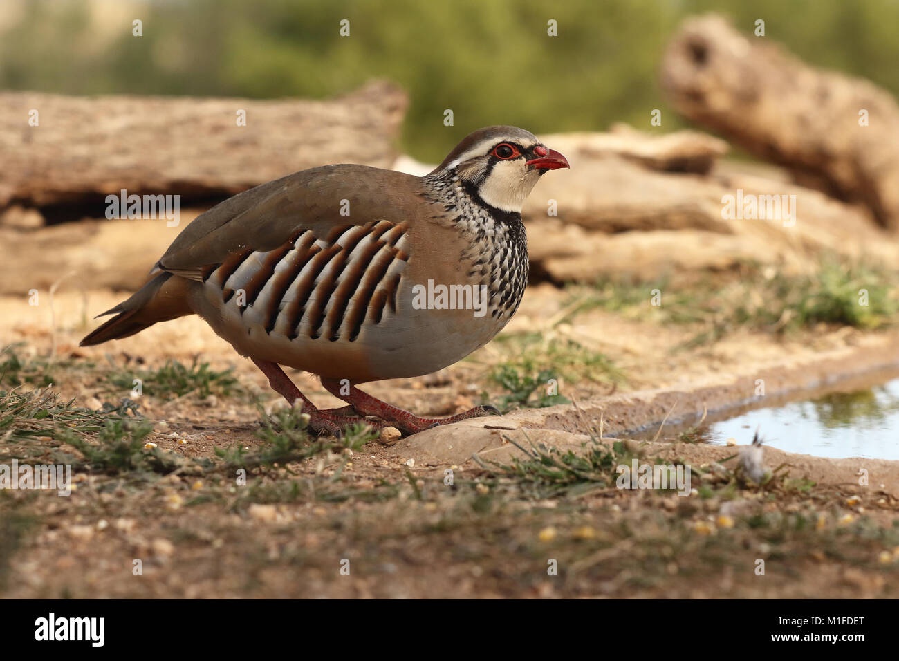 red legged partridge Stock Photo - Alamy