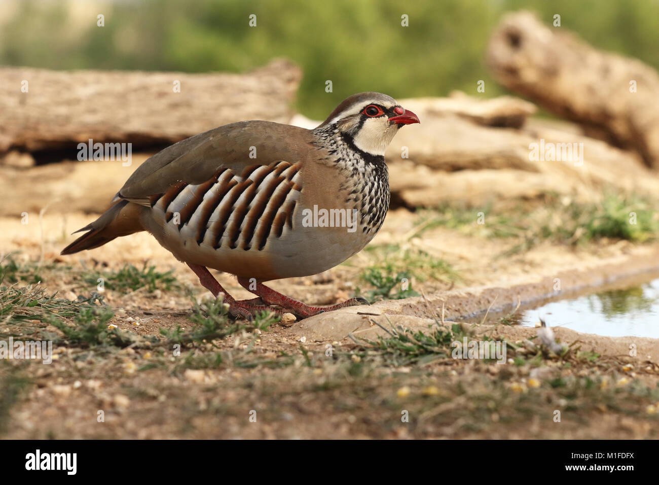 red legged partridge Stock Photo - Alamy
