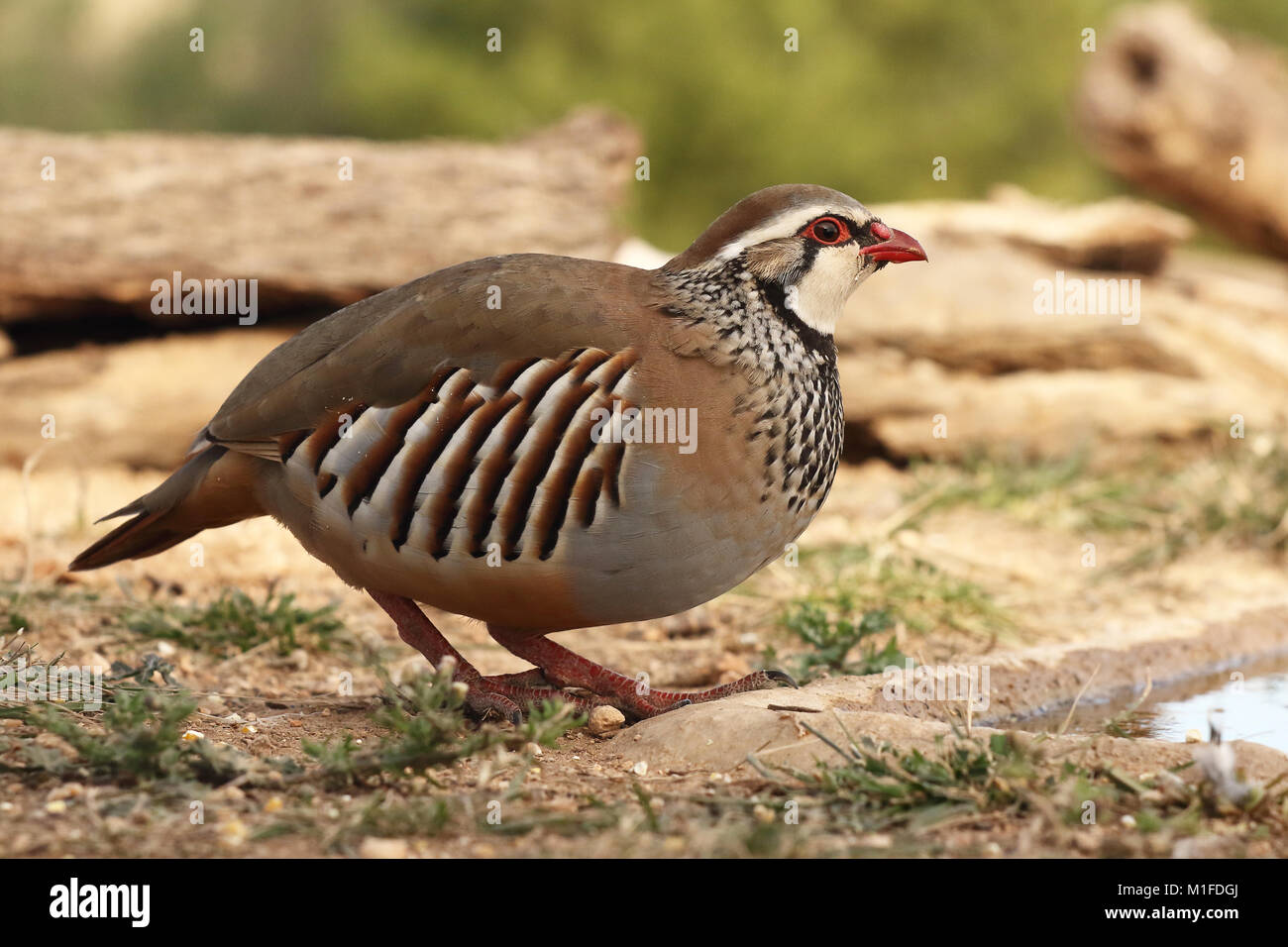 red legged partridge Stock Photo - Alamy