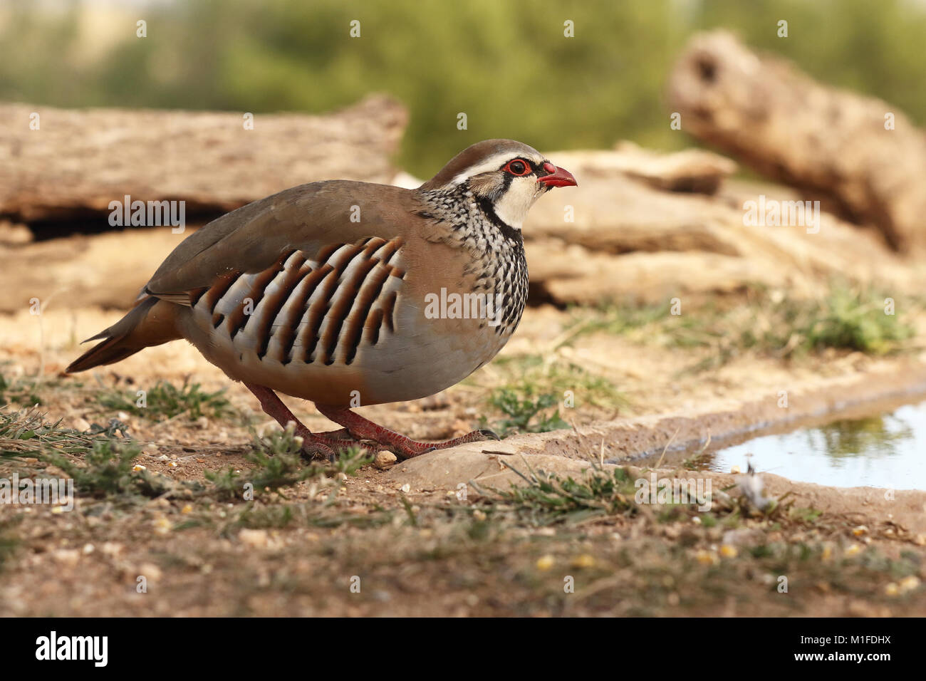red legged partridge Stock Photo - Alamy