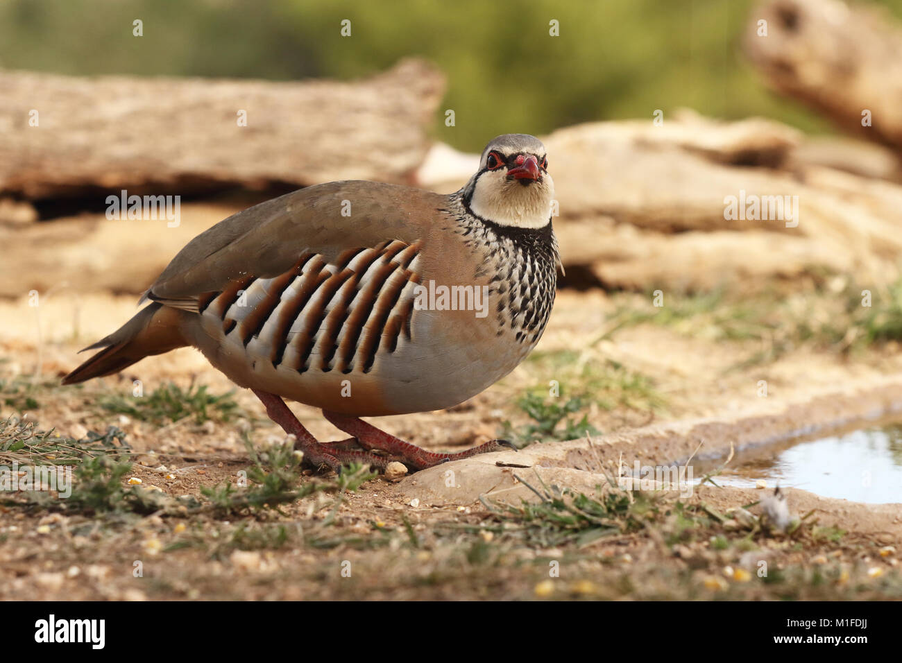 Female red legged partridge alectoris rufa hi-res stock photography and ...