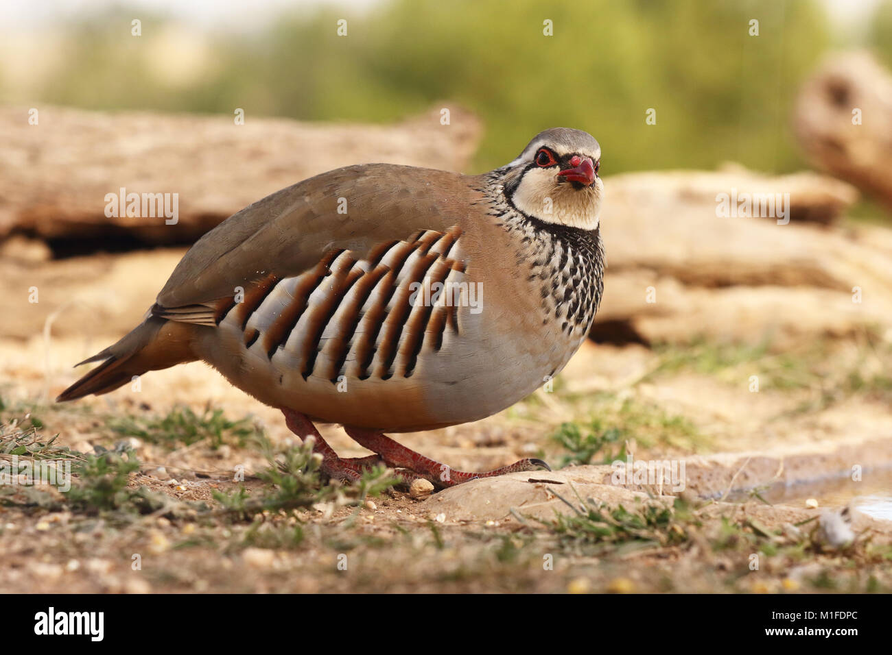 red legged partridge Stock Photo - Alamy