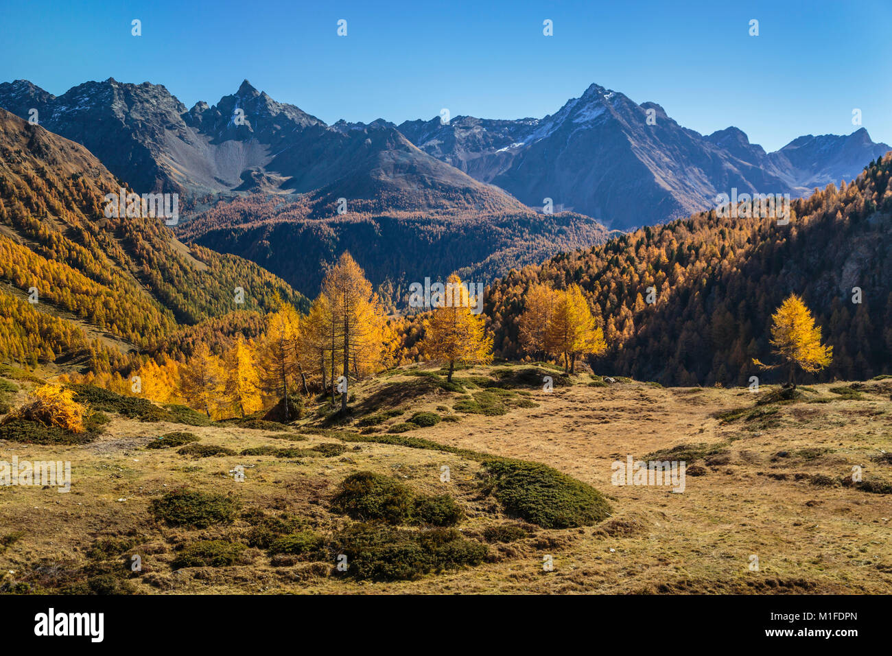 Fall foliage color in the mountains of the Poschiavo Valley near ...