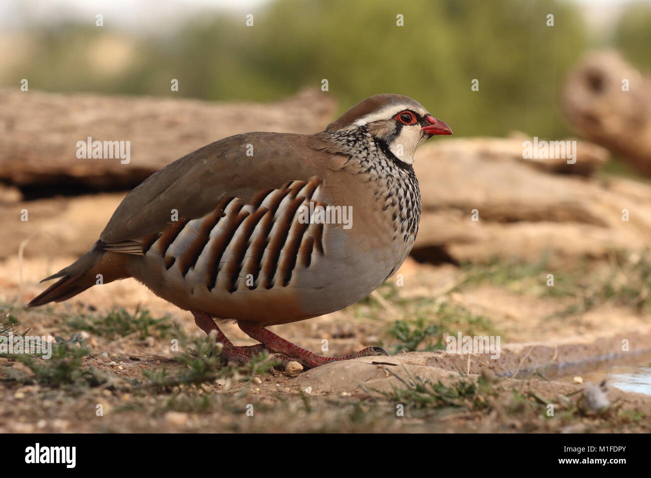 red legged partridge Stock Photo - Alamy