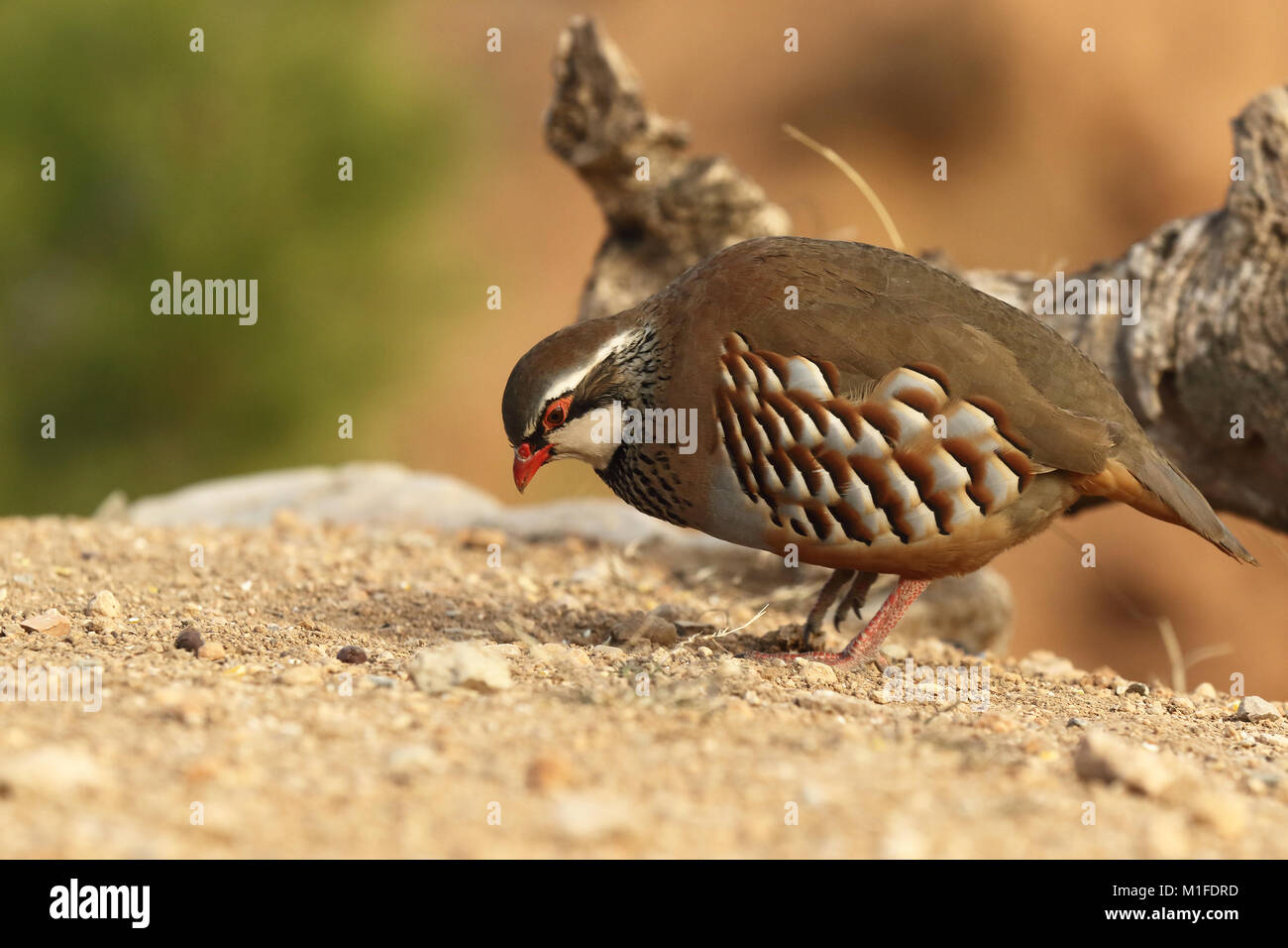 red legged partridge Stock Photo - Alamy