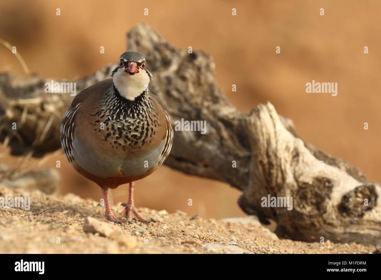 red legged partridge Stock Photo - Alamy