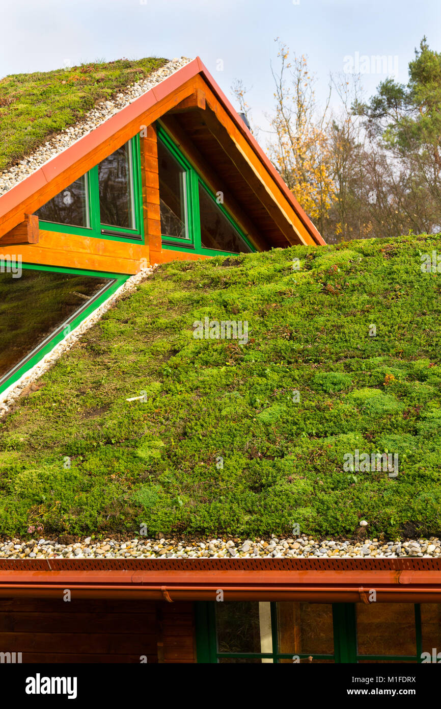 Wooden house with extensive green living roof covered with vegetation ...
