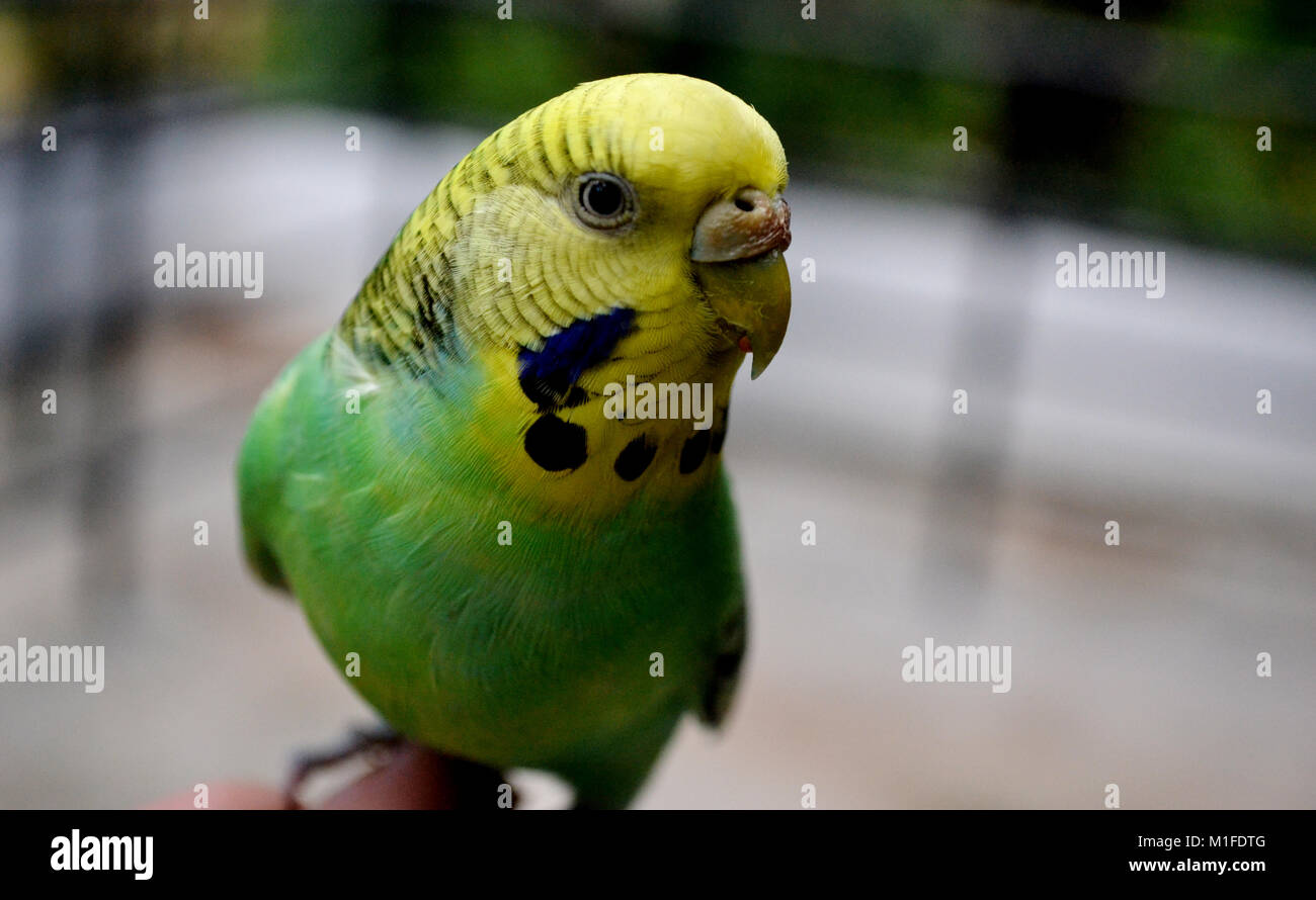 Color image perching hi-res stock photography and images - Alamy
