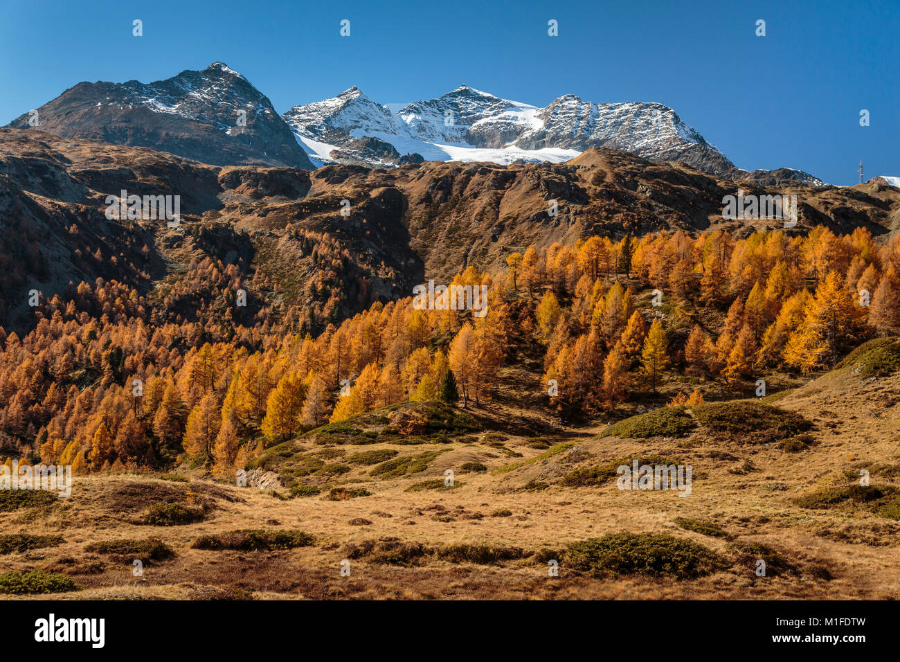Fall foliage color in the mountains of the Poschiavo Valley near ...
