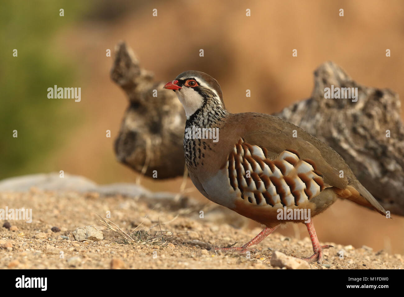 red legged partridge Stock Photo - Alamy