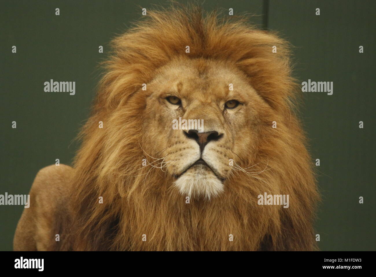 Lion's head from the front Stock Photo - Alamy