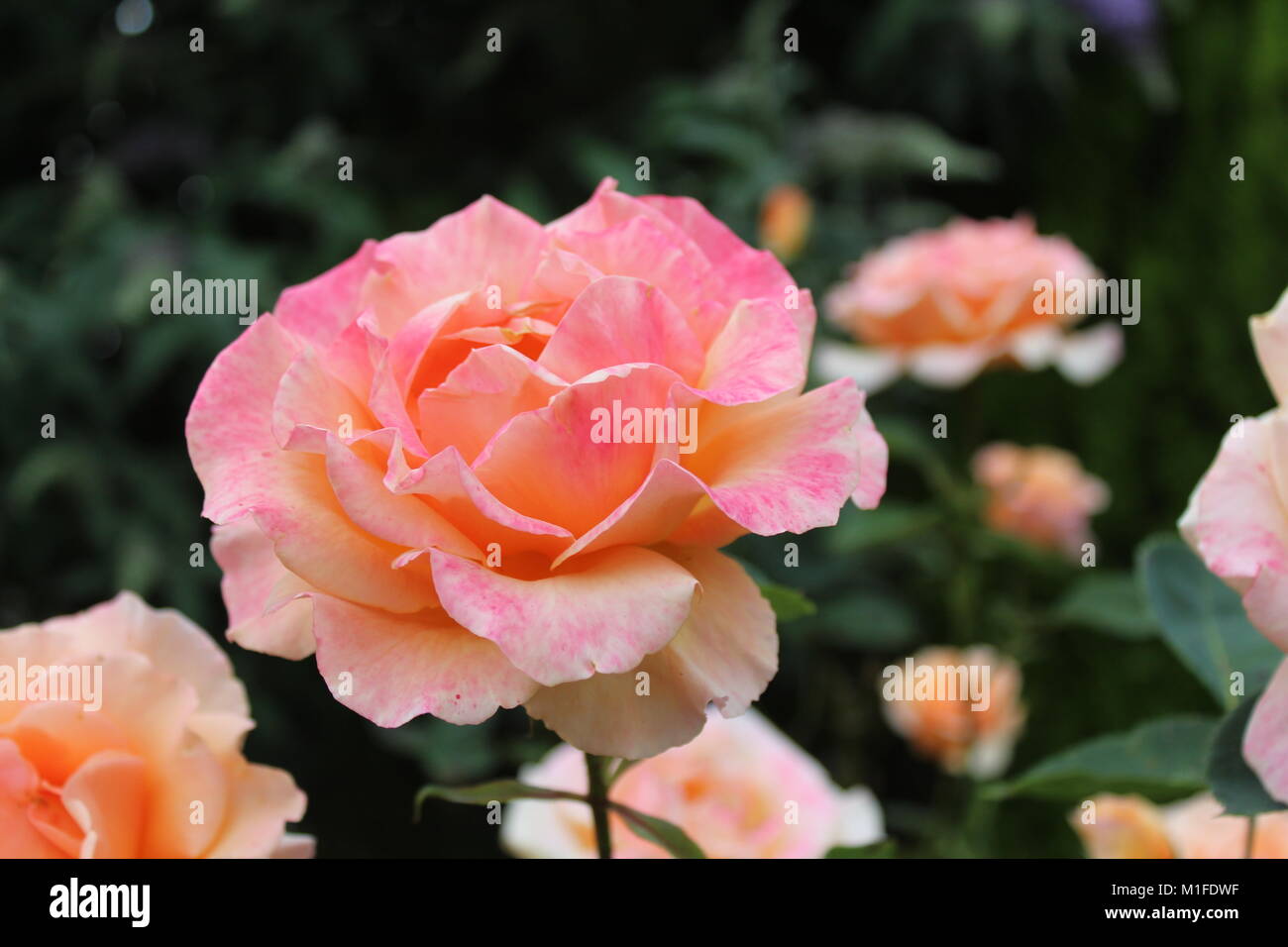 Close up of a peach rose in bloom on a summers day Stock Photo - Alamy