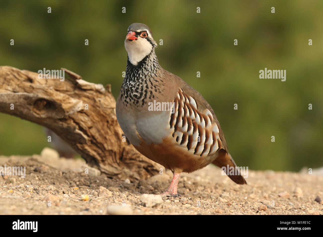 red legged partridge Stock Photo - Alamy