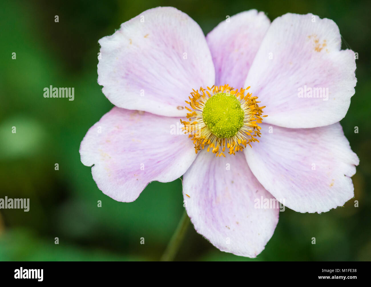 Anemone bloom hi-res stock photography and images - Alamy