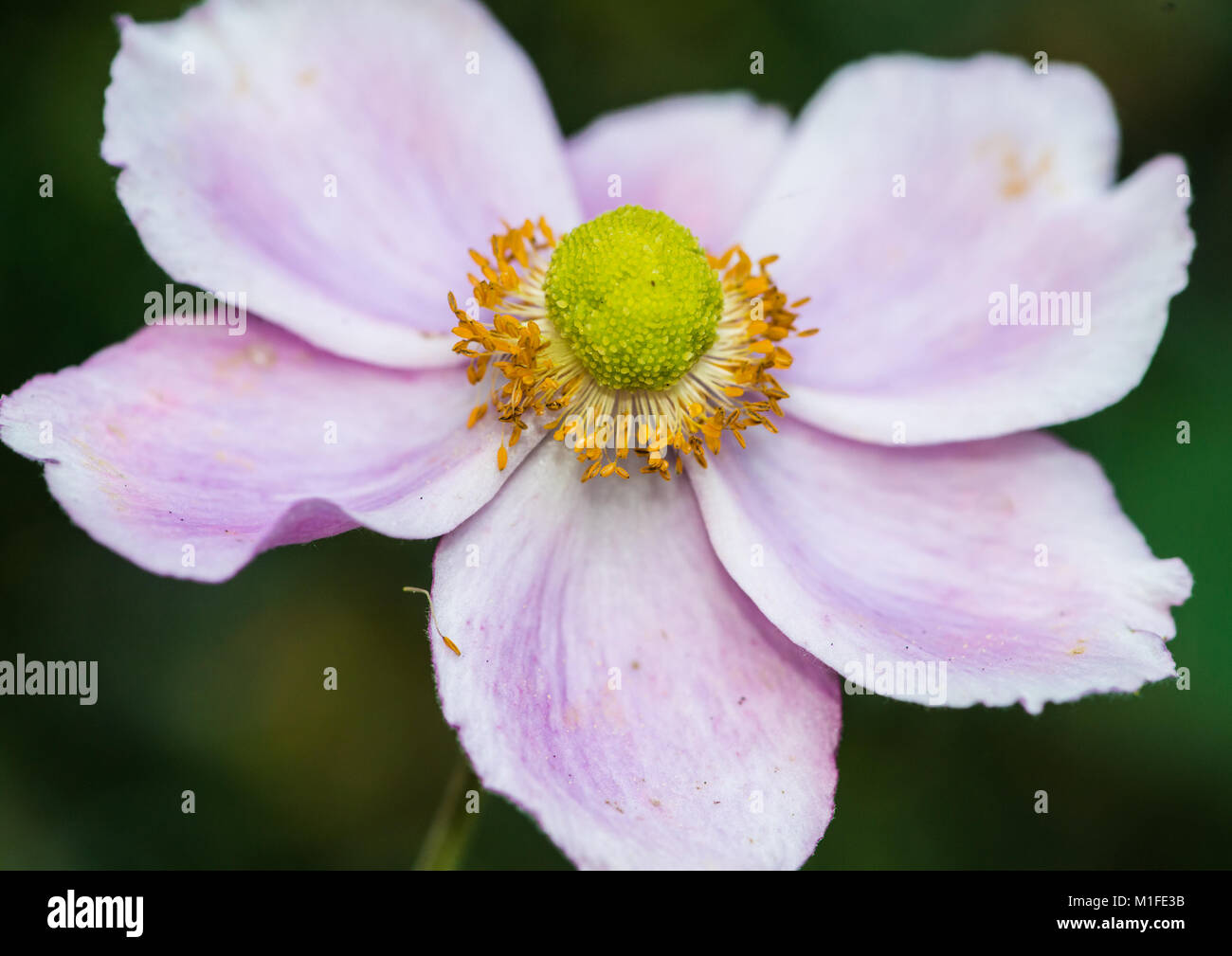 A macro shot of a japanese anemone bloom Stock Photo - Alamy