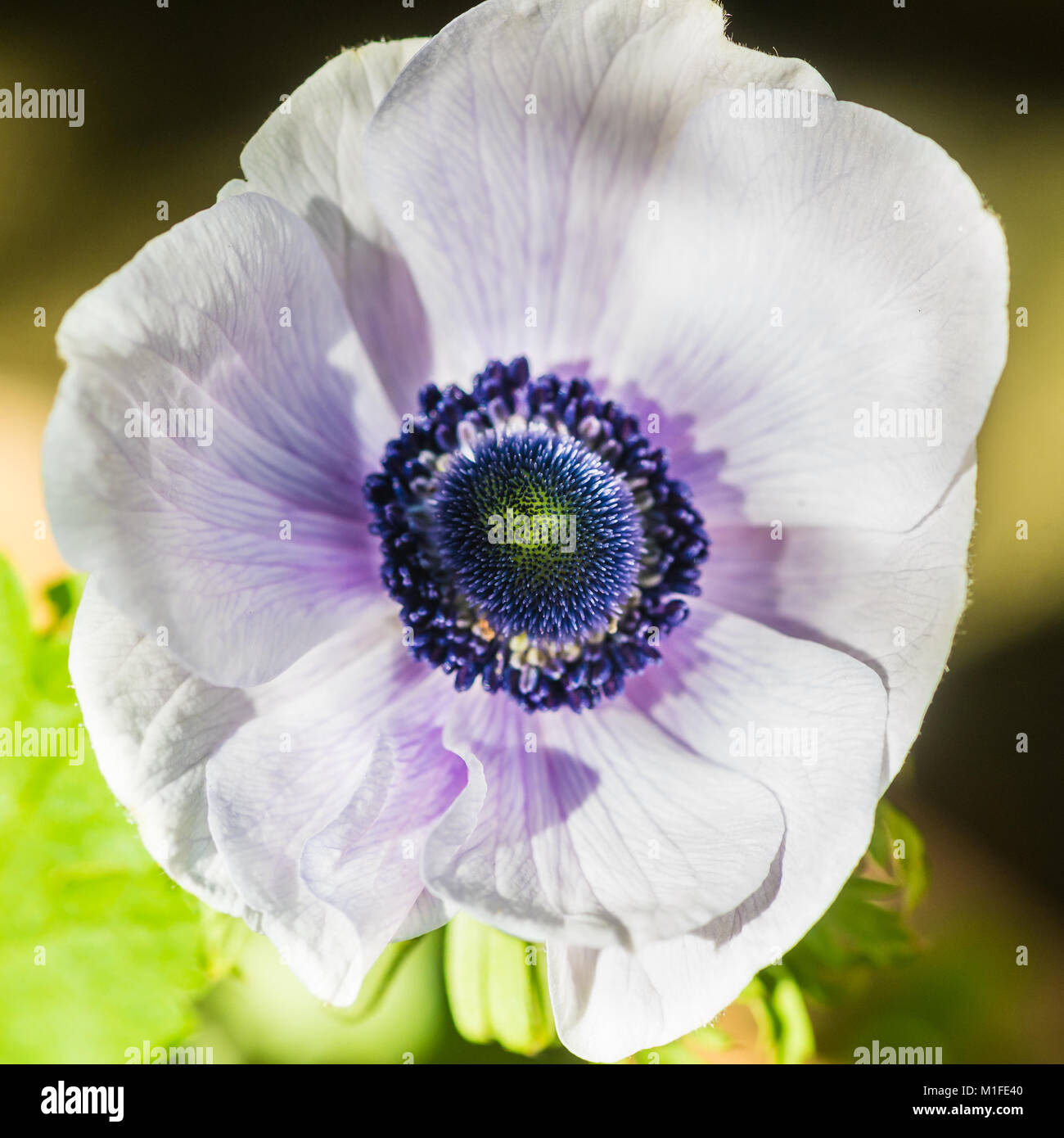 A macro shot of a white anemone bloom Stock Photo - Alamy