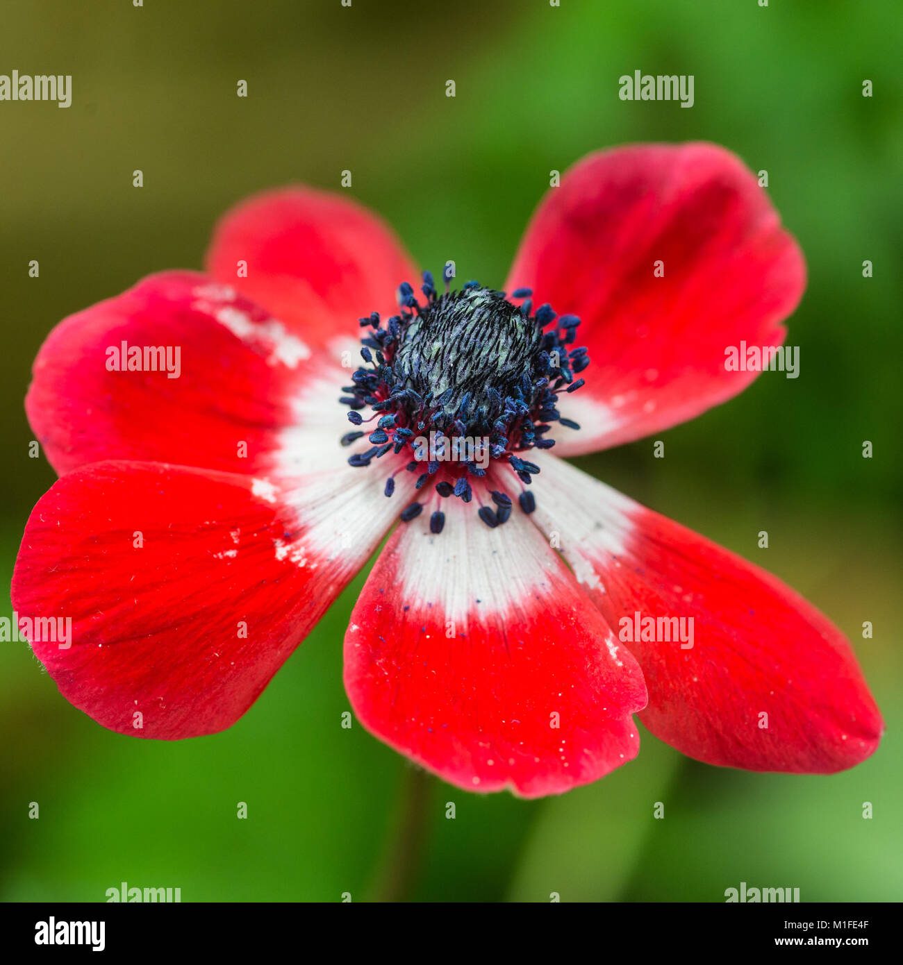 A macro shot of a red anemone bloom Stock Photo - Alamy