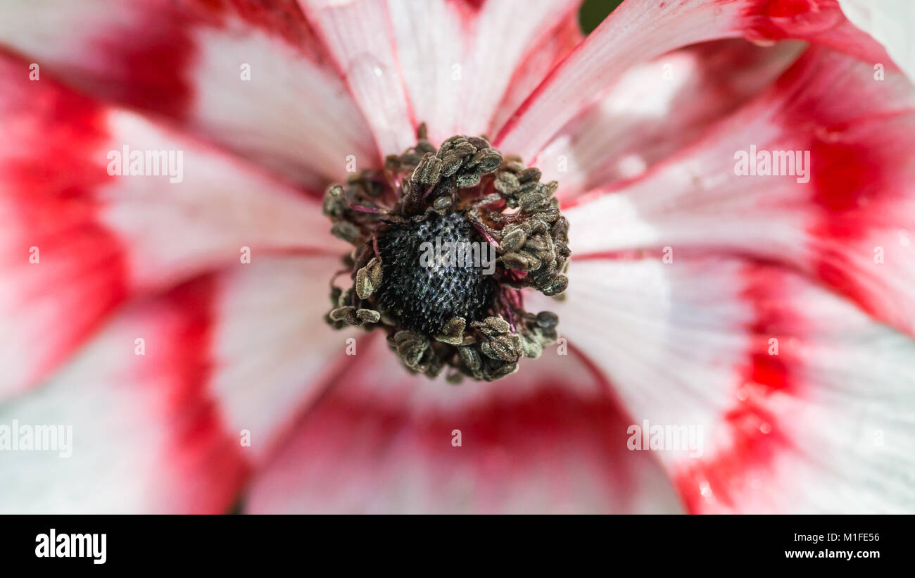 Anemone De Caan Flower High Resolution Stock Photography and Images - Alamy