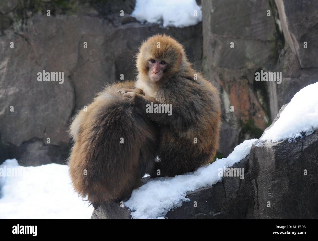 Hanzhou, China. 30th Jan, 2018. Monkeys at Hangzhou Zoo in Hangzhou ...