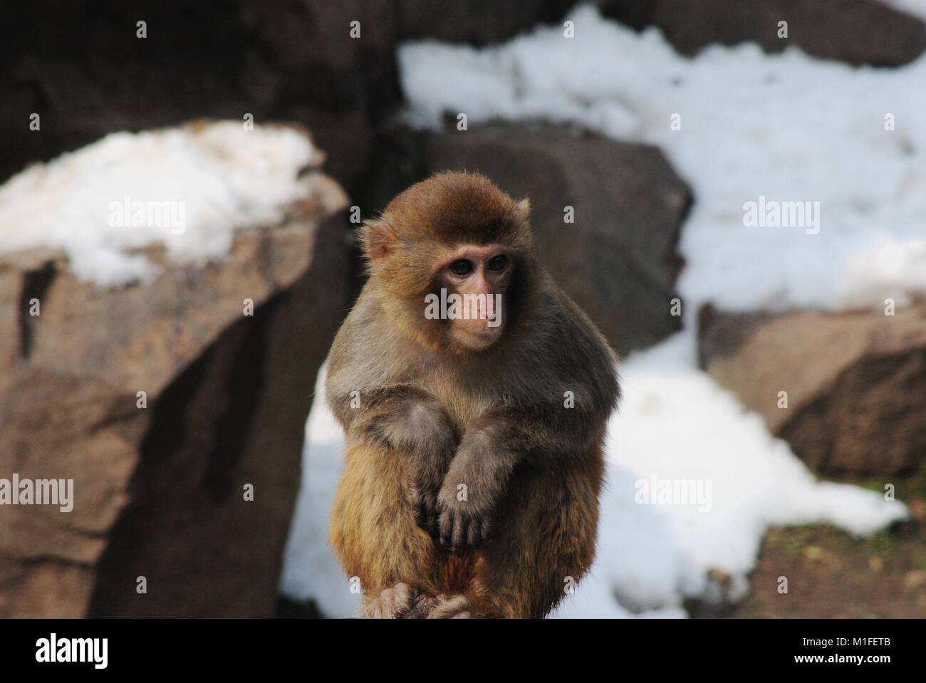 Hanzhou, China. 30th Jan, 2018. Monkeys at Hangzhou Zoo in Hangzhou ...