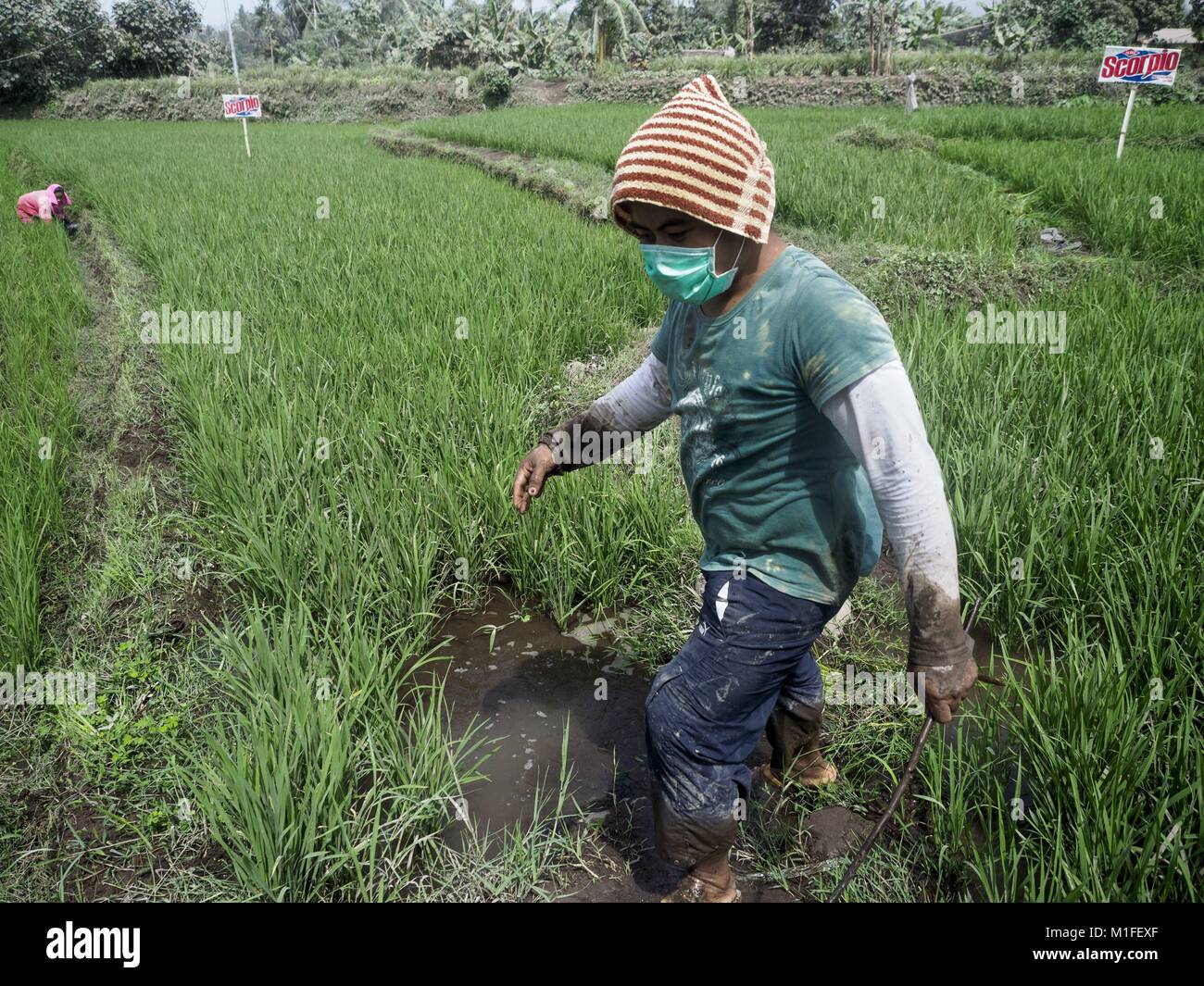 Guinobatan, Albay, Philippines. 30th Jan, 2018. A farmworker in ...