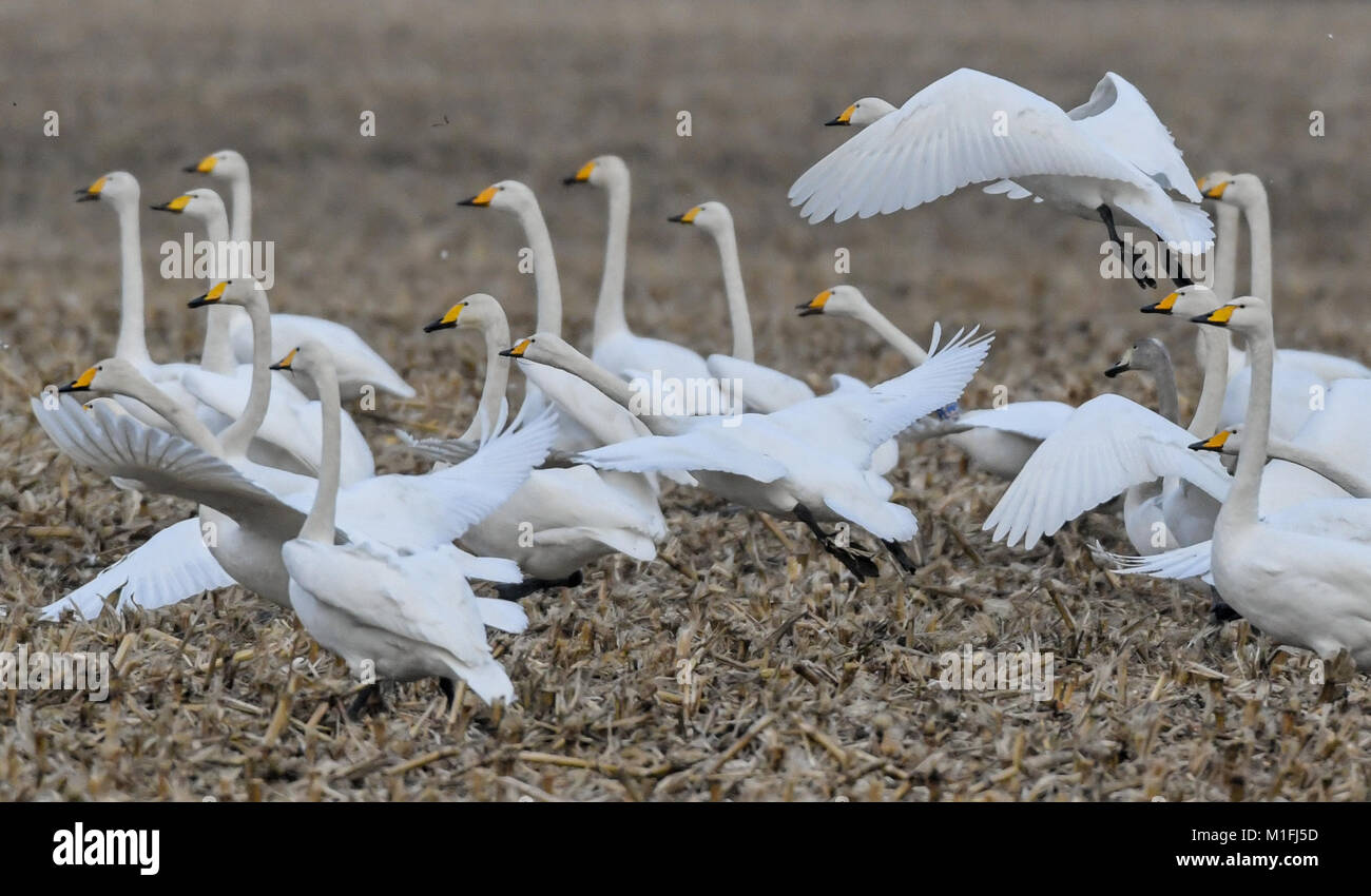 Whooper swans (Cygnus cygnus), recognisable by their yellow beaks ...