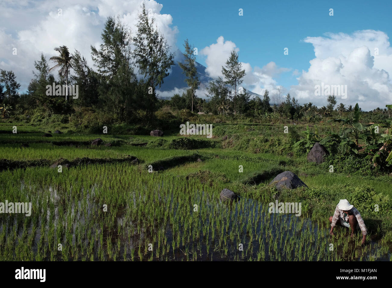 Mayon volcano eruption farmer hi-res stock photography and images - Alamy