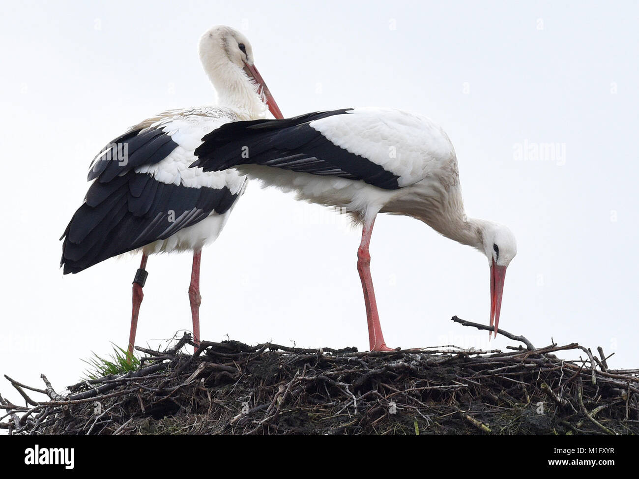 Lake Steinhude, Germany. 30th Jan, 2018. A couple of storks ...