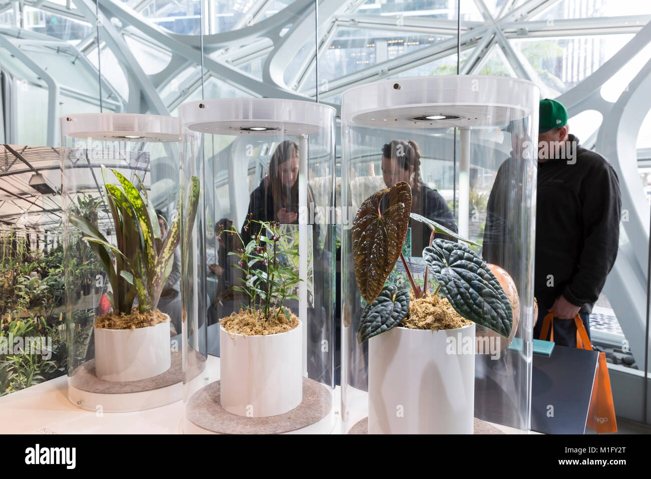 Seattle, USA. 30th Jan, 2018. Tropical plants on display at the Spheres ...