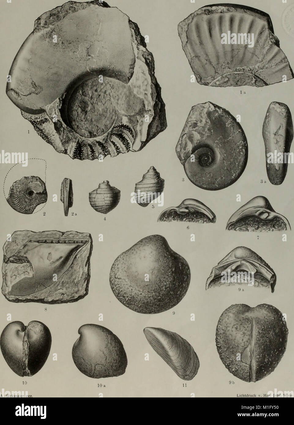 'Abhandlungen der Geologischen Bundesanstalt' (1900) is a geological ...