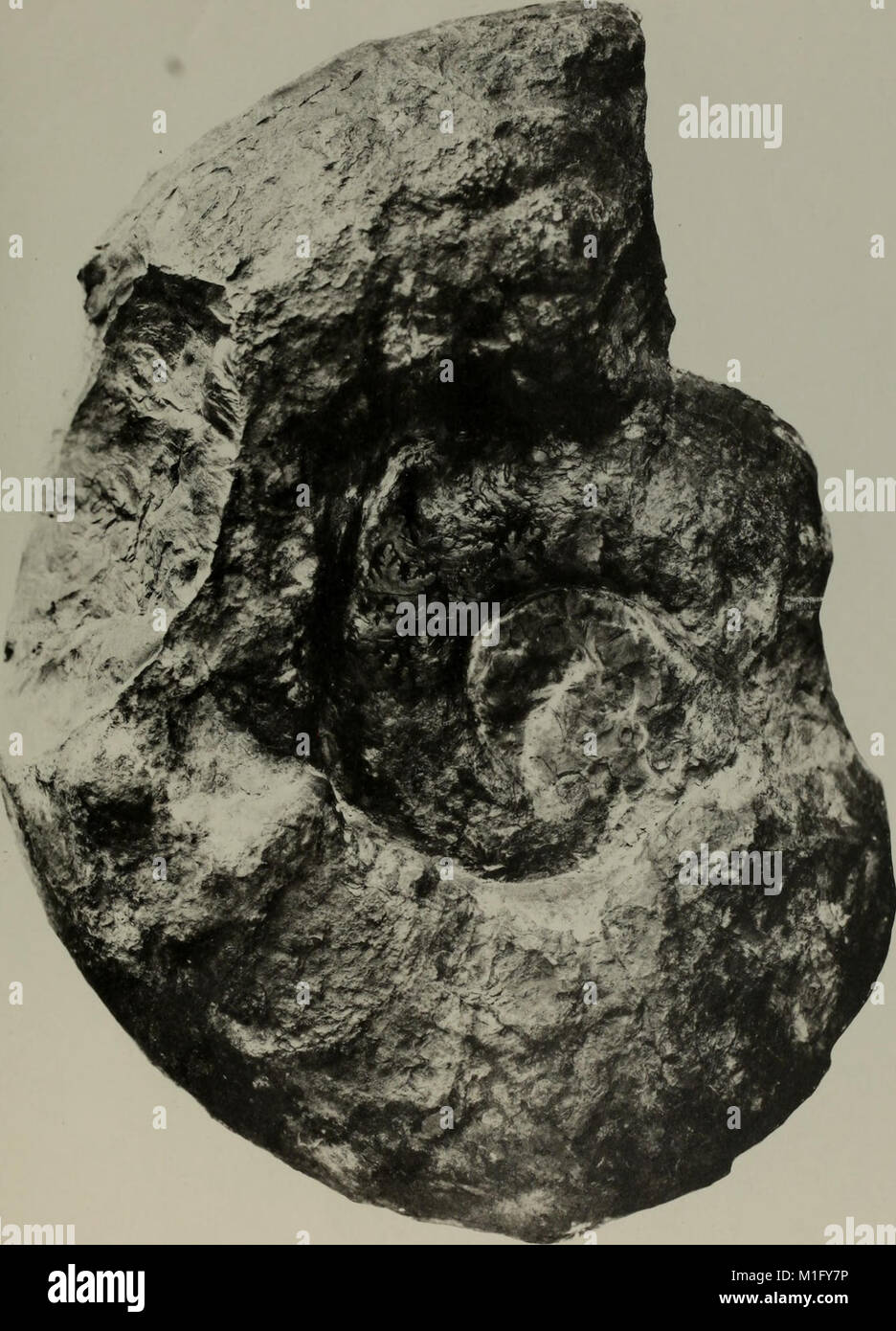 The 'Abhandlungen der Geologischen Bundesanstalt' is a geological ...
