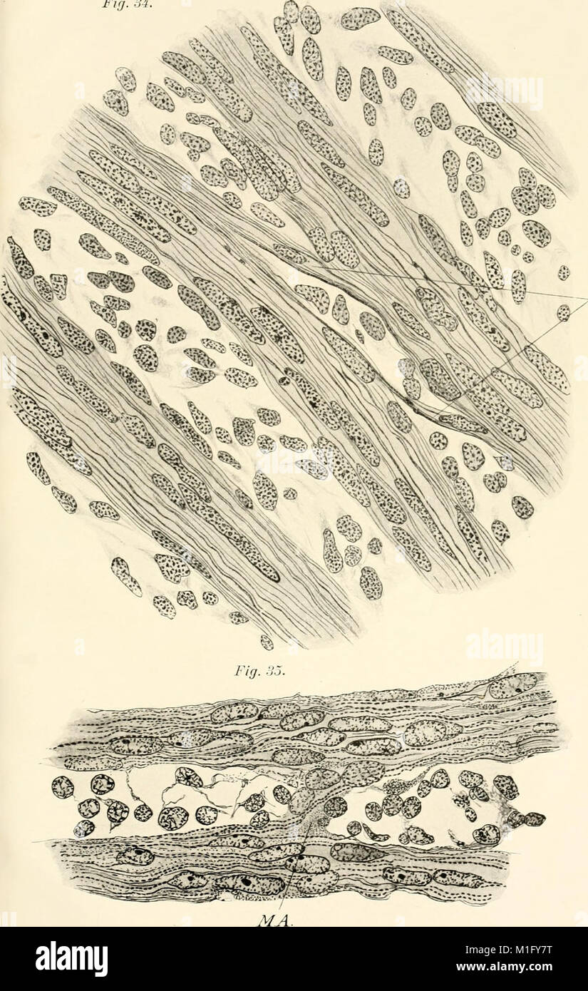 'Anatomische Hefte' (1911) is a scientific journal dedicated to anatomy ...