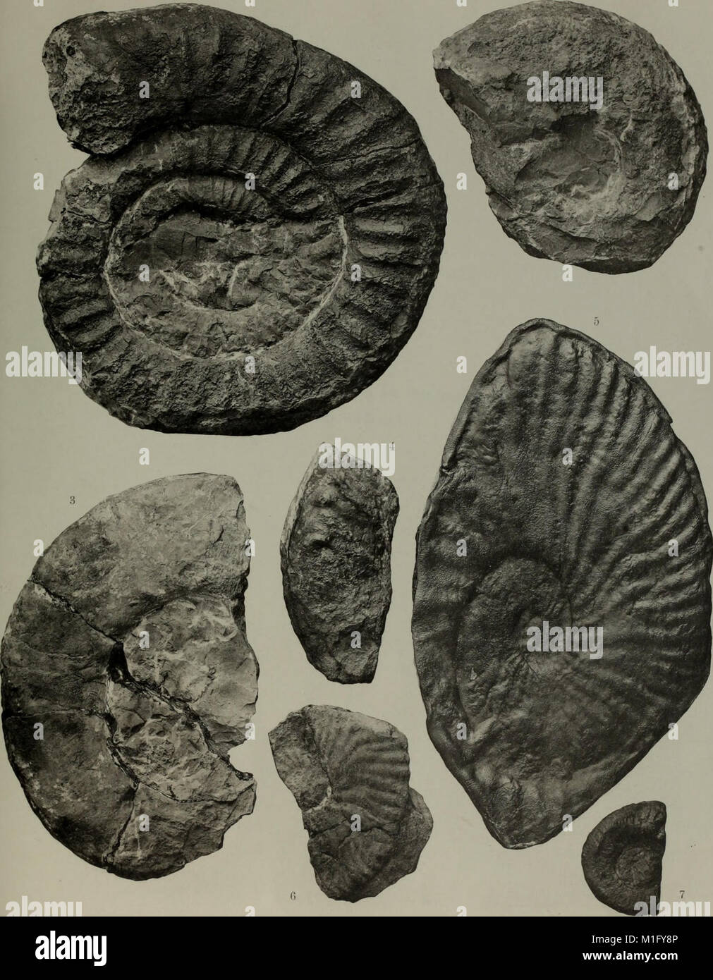 â€˜Abhandlungen der Geologischen Bundesanstaltâ€™ (1900) is a ...