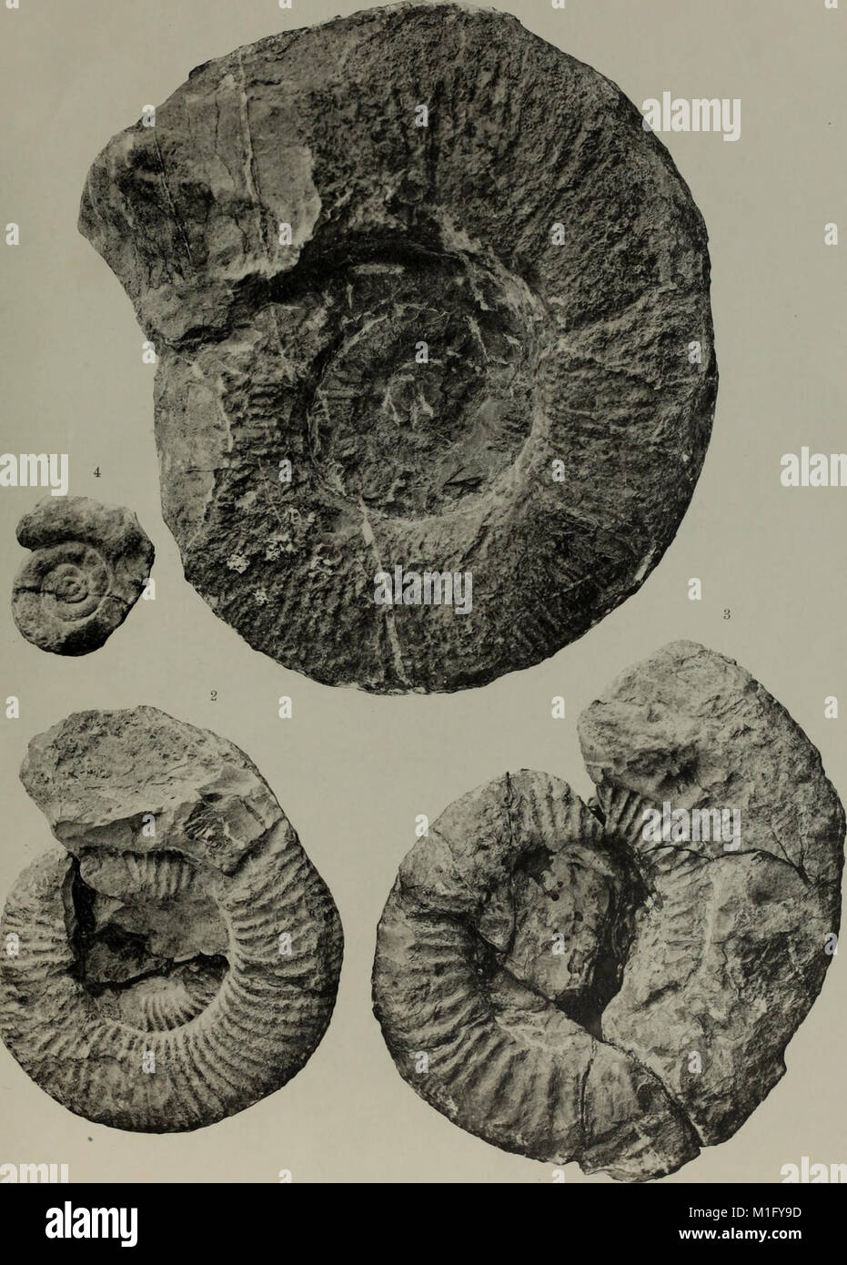 Abhandlungen der Geologischen Bundesanstalt (1900) is a geological ...