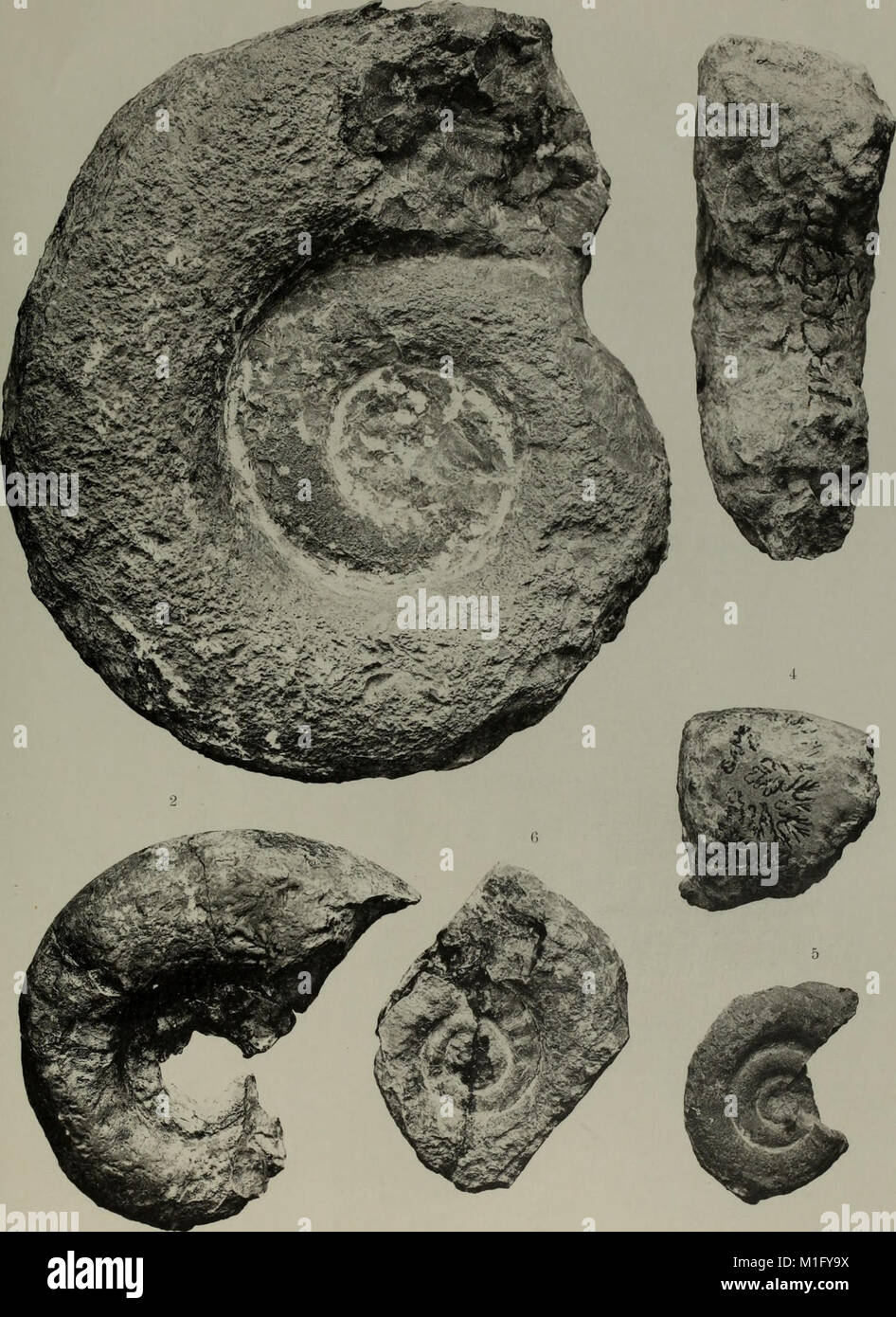 A 1900 geological publication from the Geological Federal Institute ...