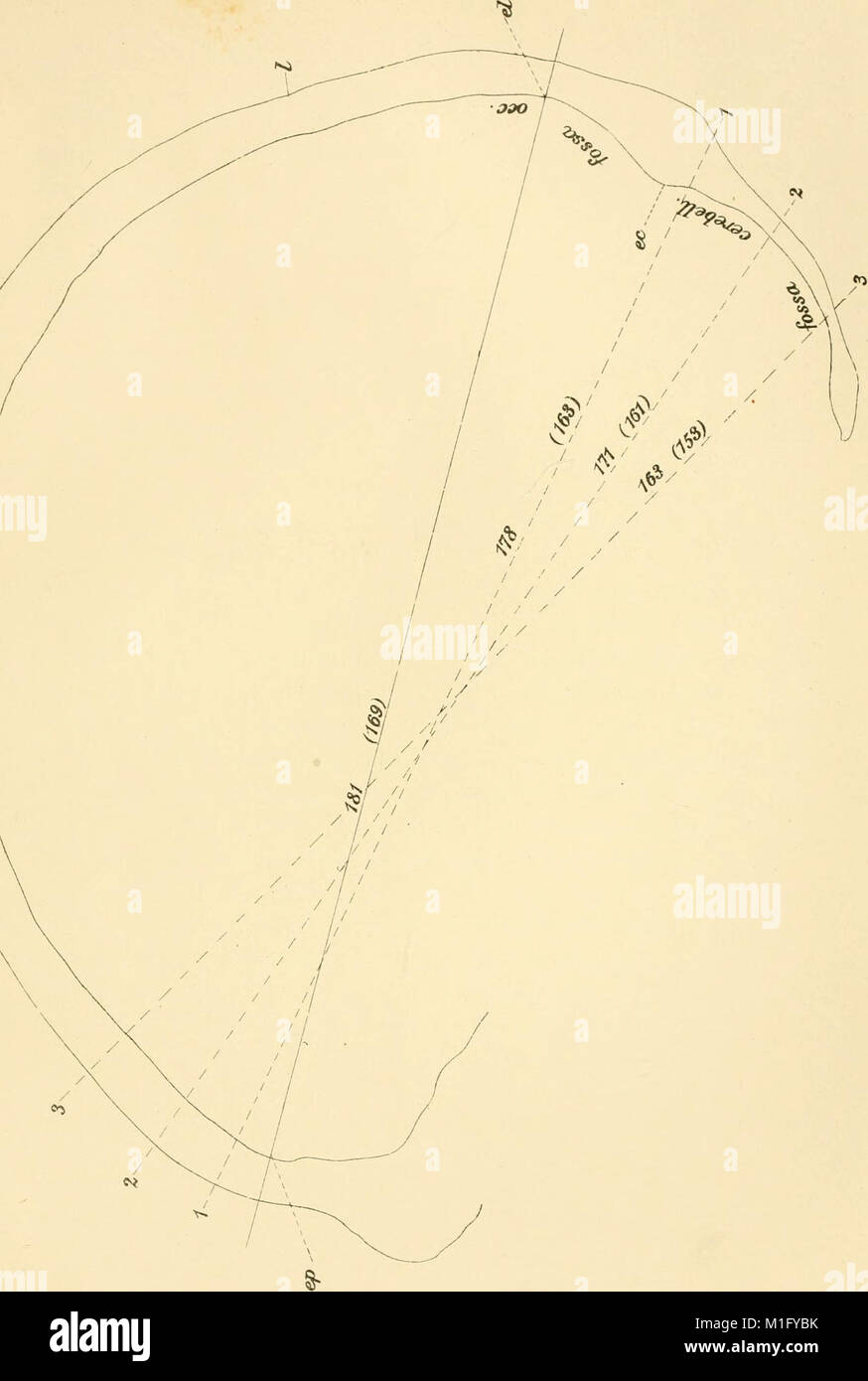 'Anatomische Hefte' (1907) is a scientific journal focused on anatomy ...