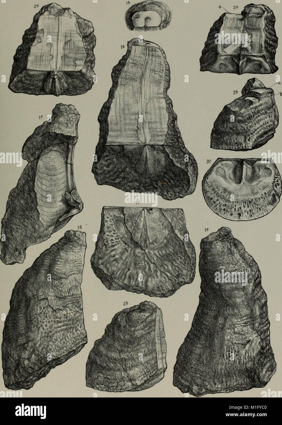 'Abhandlungen der Geologischen Bundesanstalt' (1900) is a geological ...