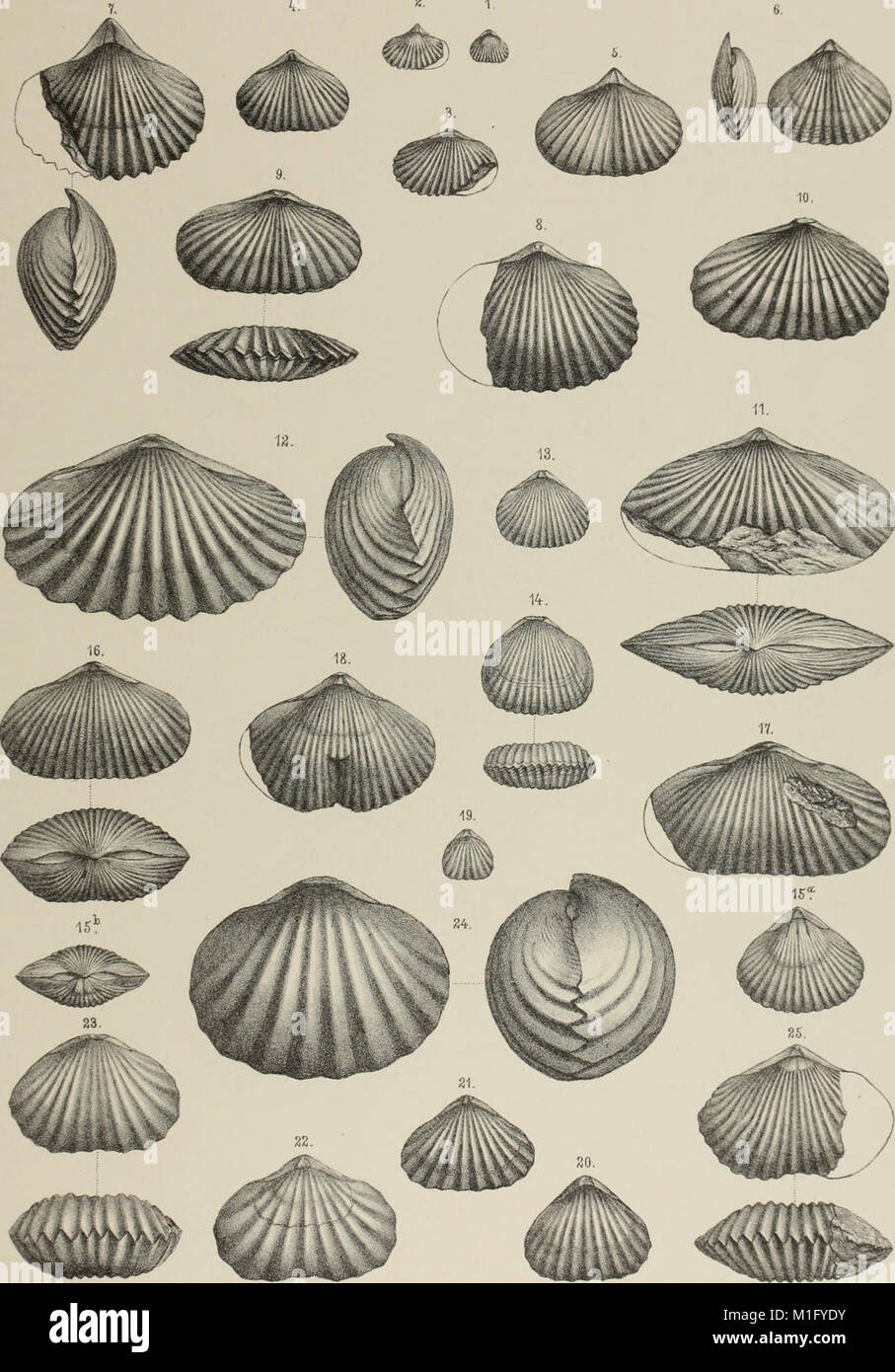 'Abhandlungen der Geologischen Bundesanstalt' (1890) is a series of ...