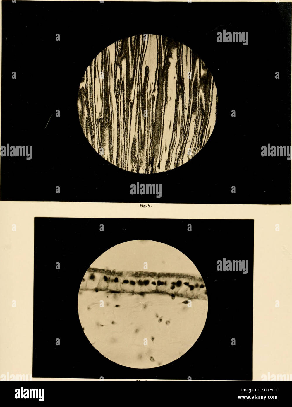 A 1906 anatomical journal, Anatomische Hefte, featuring research on ...