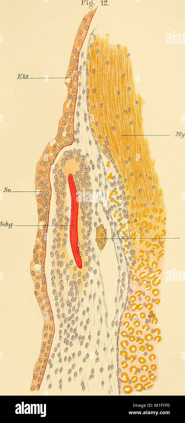 *Anatomische Hefte* (1907) is a scientific journal focusing on human ...