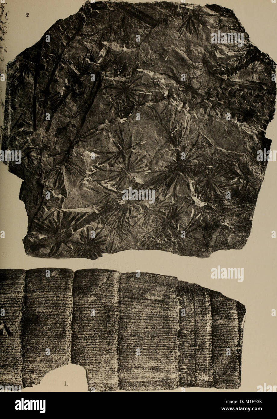Abhandlungen der Geologischen Bundesanstalt (1887) (16764562695 Stock ...