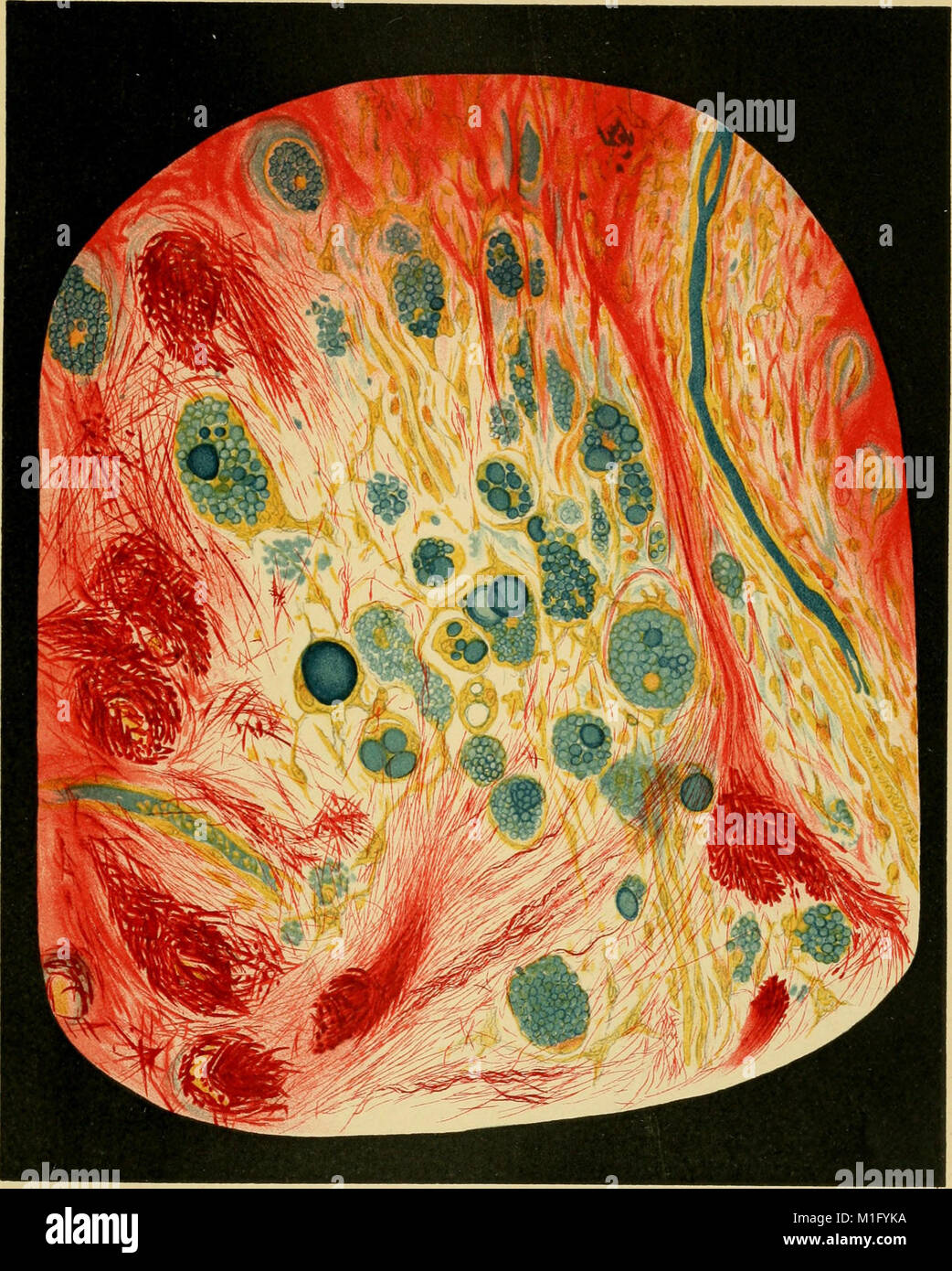 The 1905 Anatomische Hefte is a scientific journal dedicated to the ...