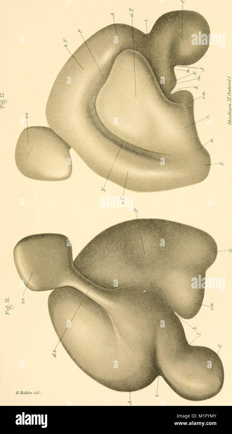 'Anatomische Hefte' (1908) is a scientific journal focusing on human ...