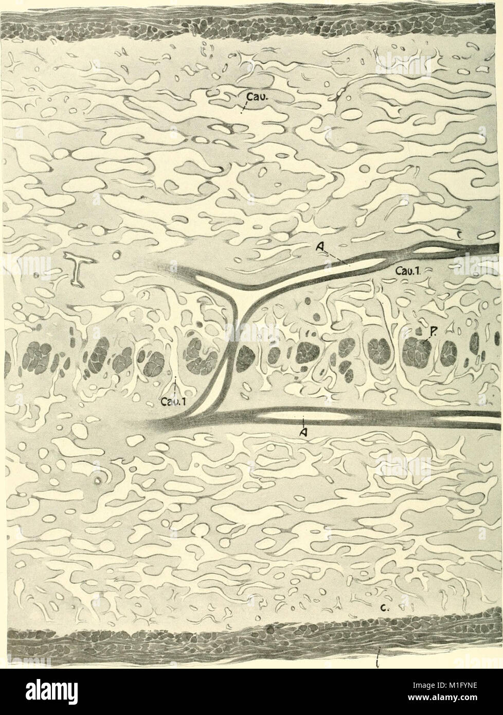 Anatomische Hefte (1906) is a scientific journal focused on anatomy and ...