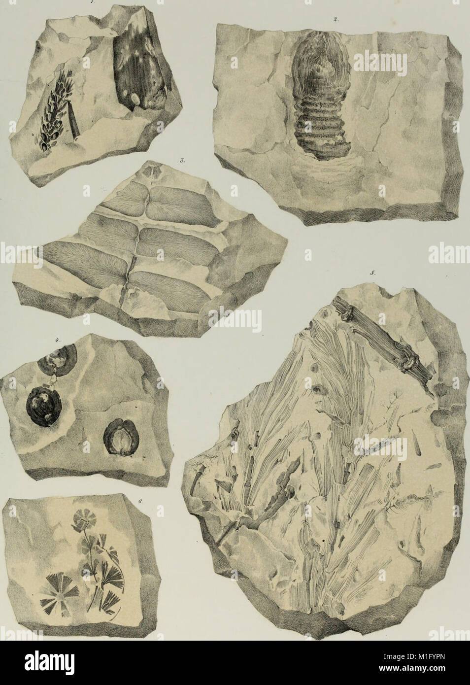 Abhandlungen der Geologischen Bundesanstalt (1852) (16738496316 Stock ...