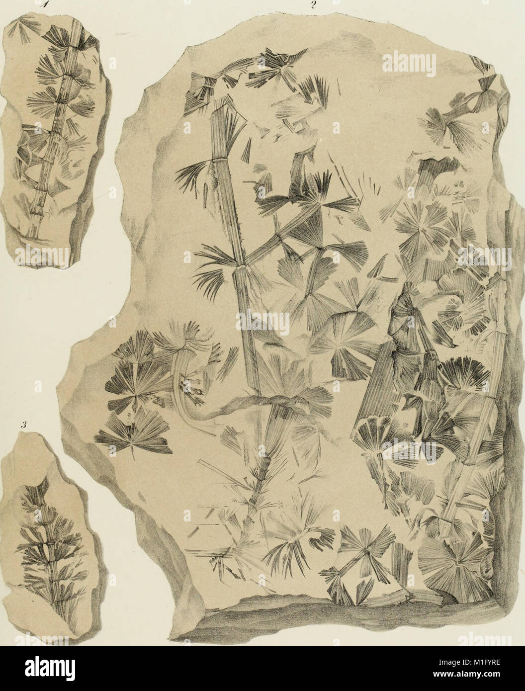 Abhandlungen der Geologischen Bundesanstalt (1855) is a geological ...