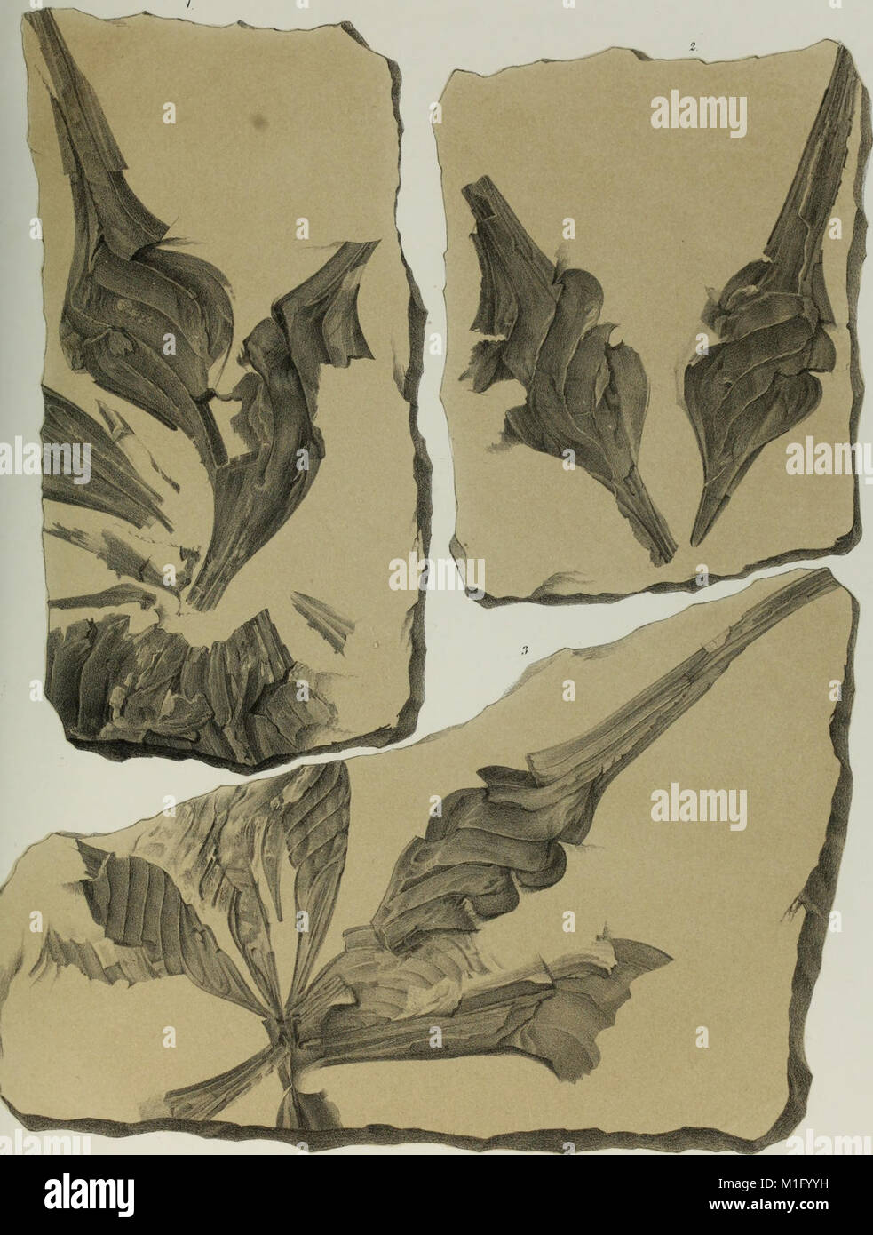 *Abhandlungen der Geologischen Bundesanstalt* (1852) is a scientific ...